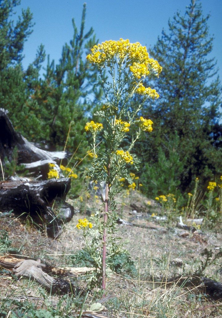 Tansy Ragwort | ISCMV